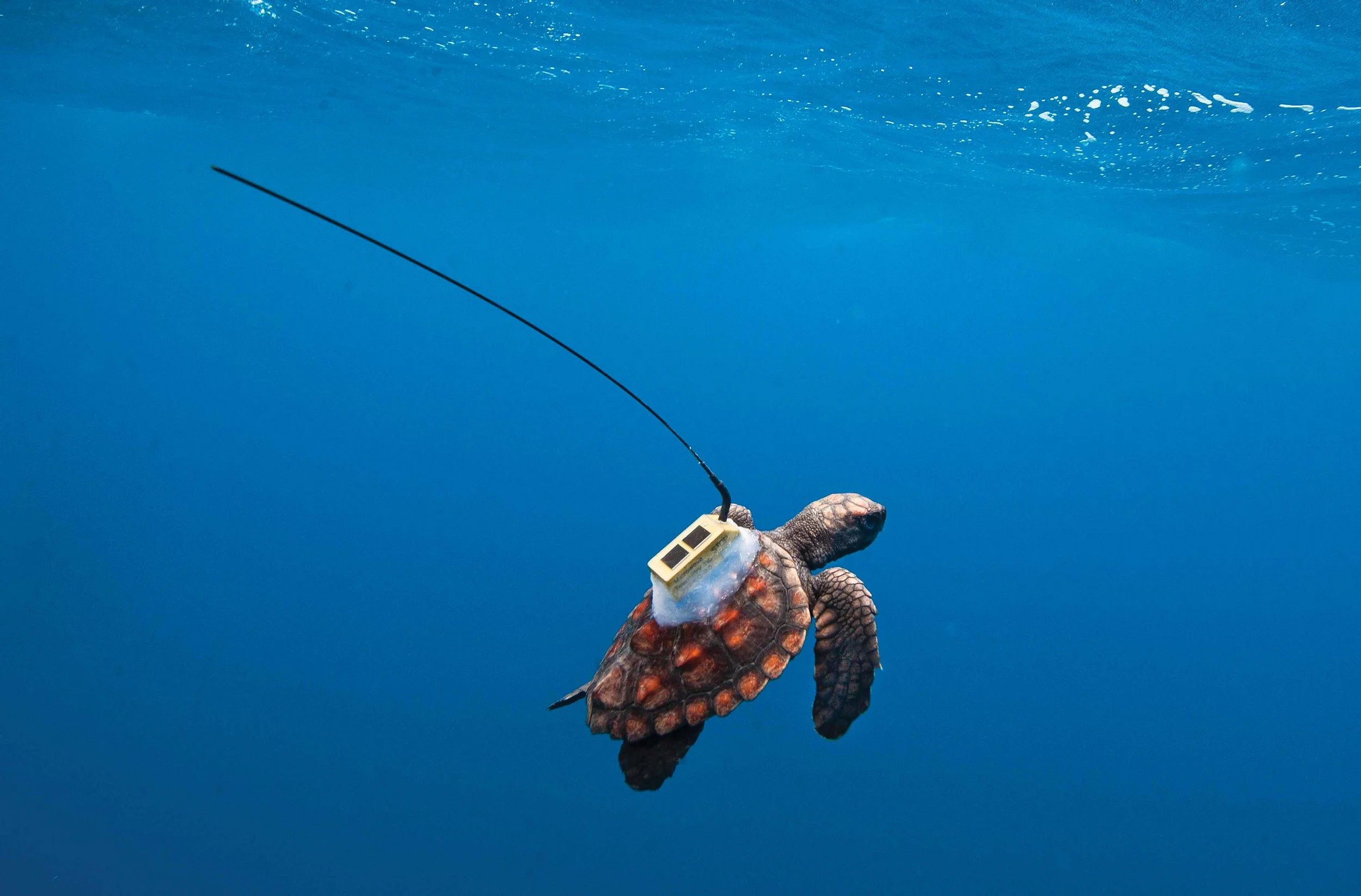 Bold Innovations Set the Pace for Research and Conservation — The State ...