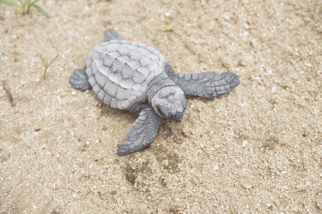 Hope on the Horizon— Three Success Stories in the Making — The State of ...