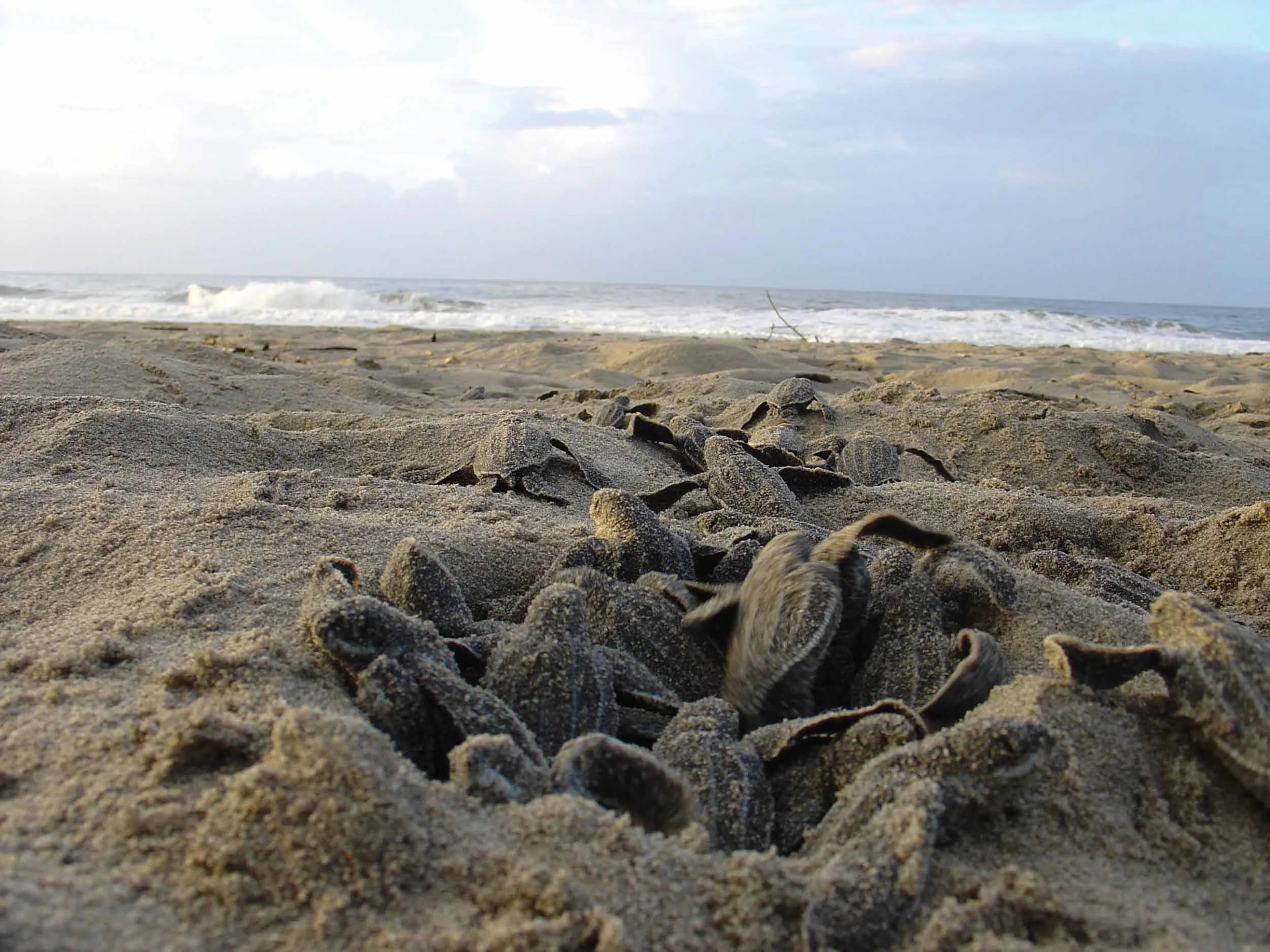 Building our Knowledge of the Leatherback Stock Structure — The State ...