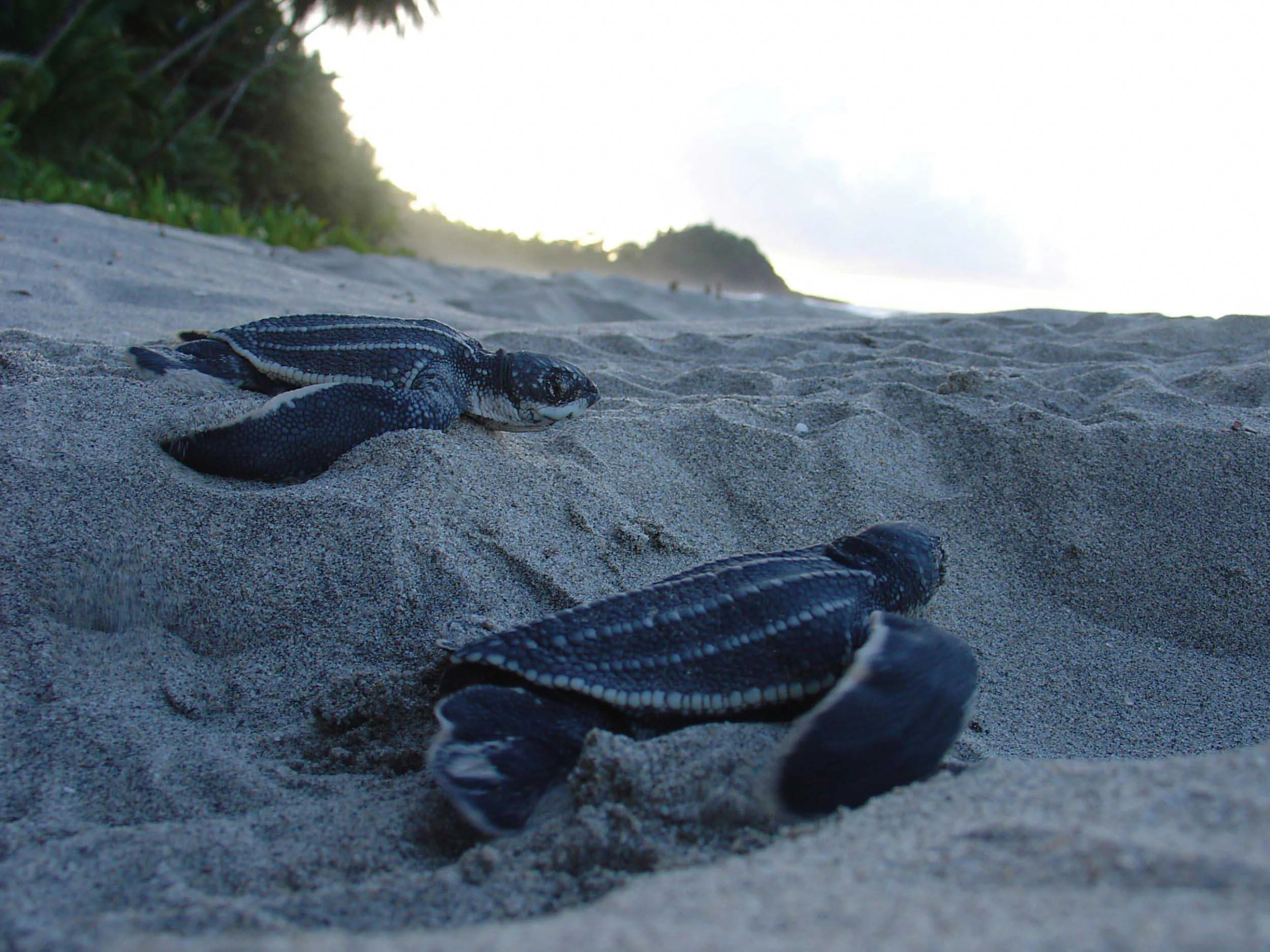 The World’s First Global Glimpse of Leatherback Nesting Beaches — The ...