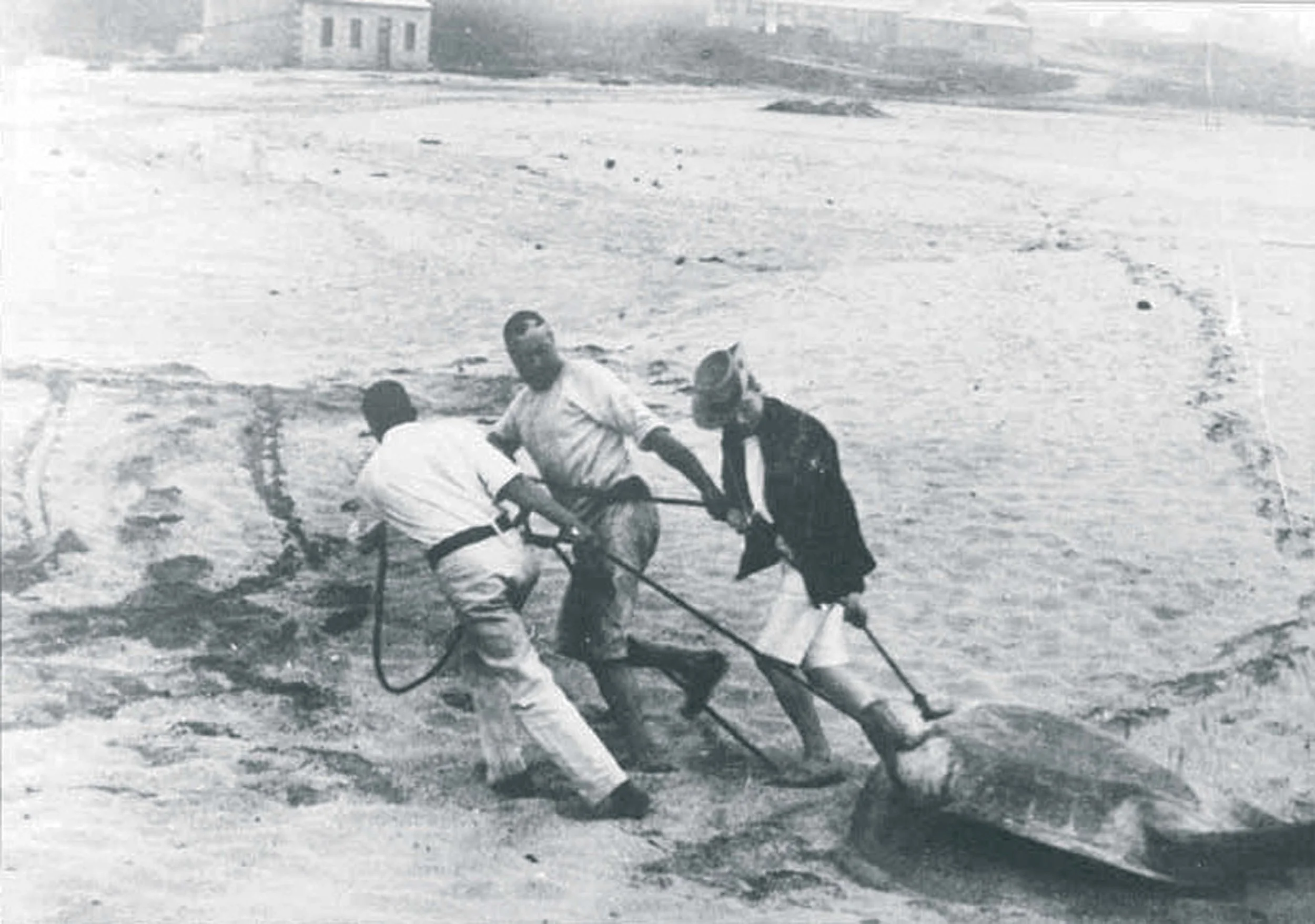 Recovery at Ascension — The State of the World's Sea Turtles | SWOT