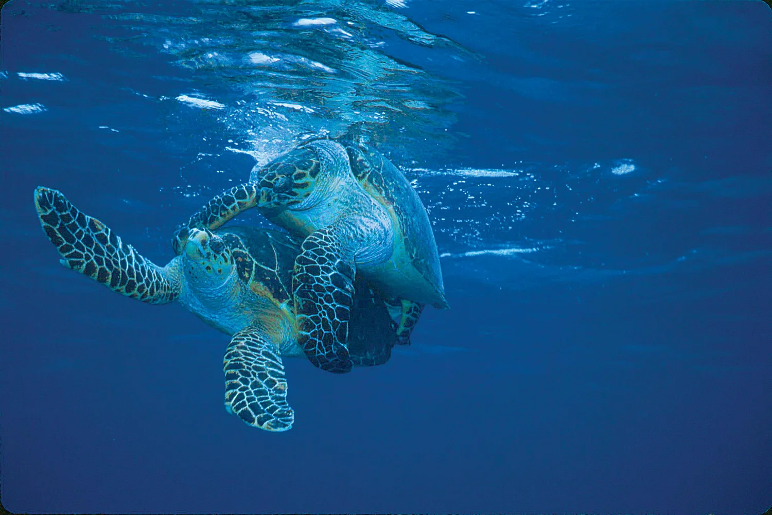 Hawksbill Genetics Explained — The State of the World's Sea Turtles | SWOT