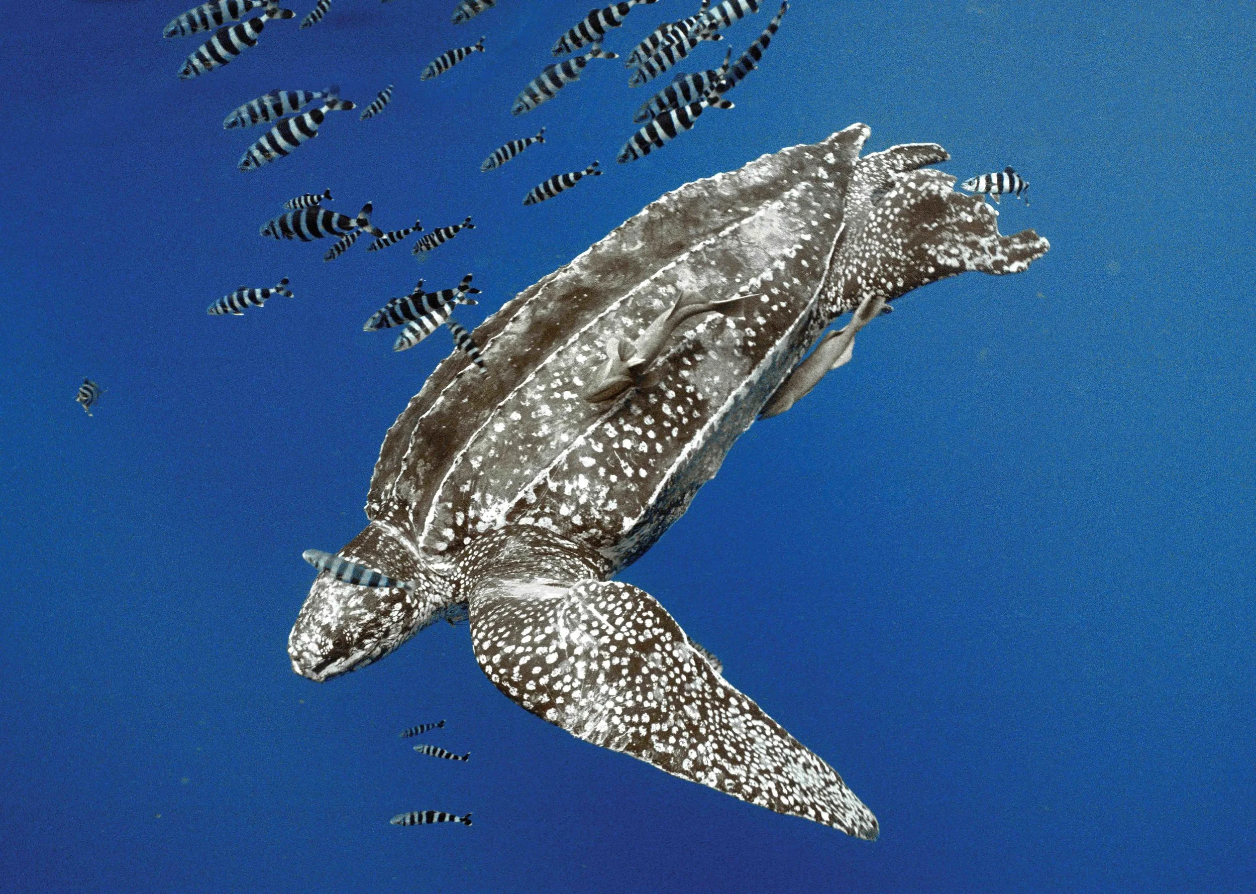 Pacific Leatherback Sets Long-Distance Record — The State of the World ...