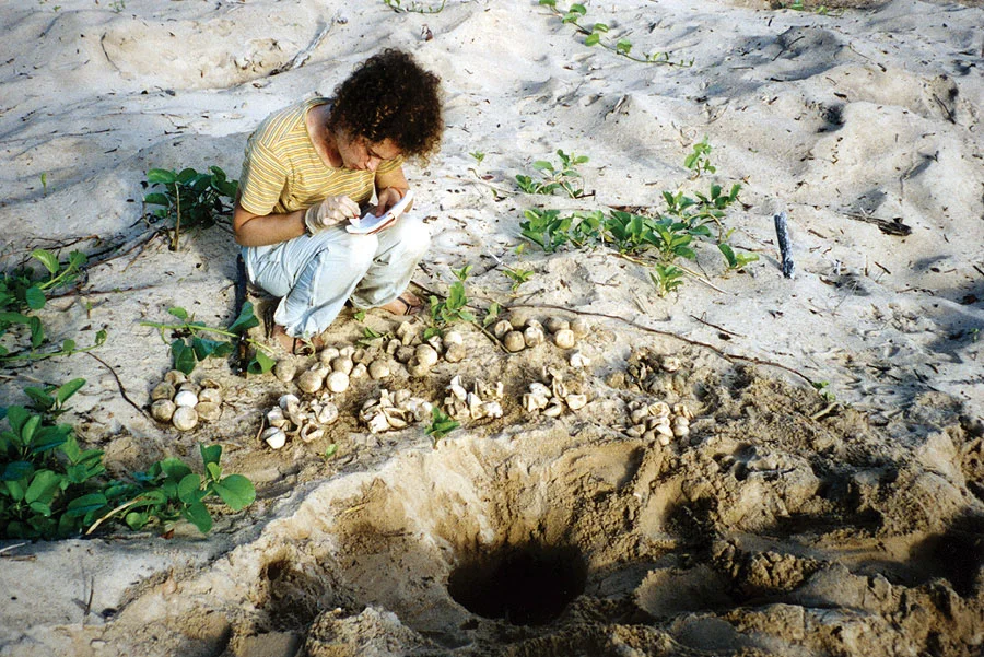 The World’s First Global Glimpse of Leatherback Nesting Beaches — The ...