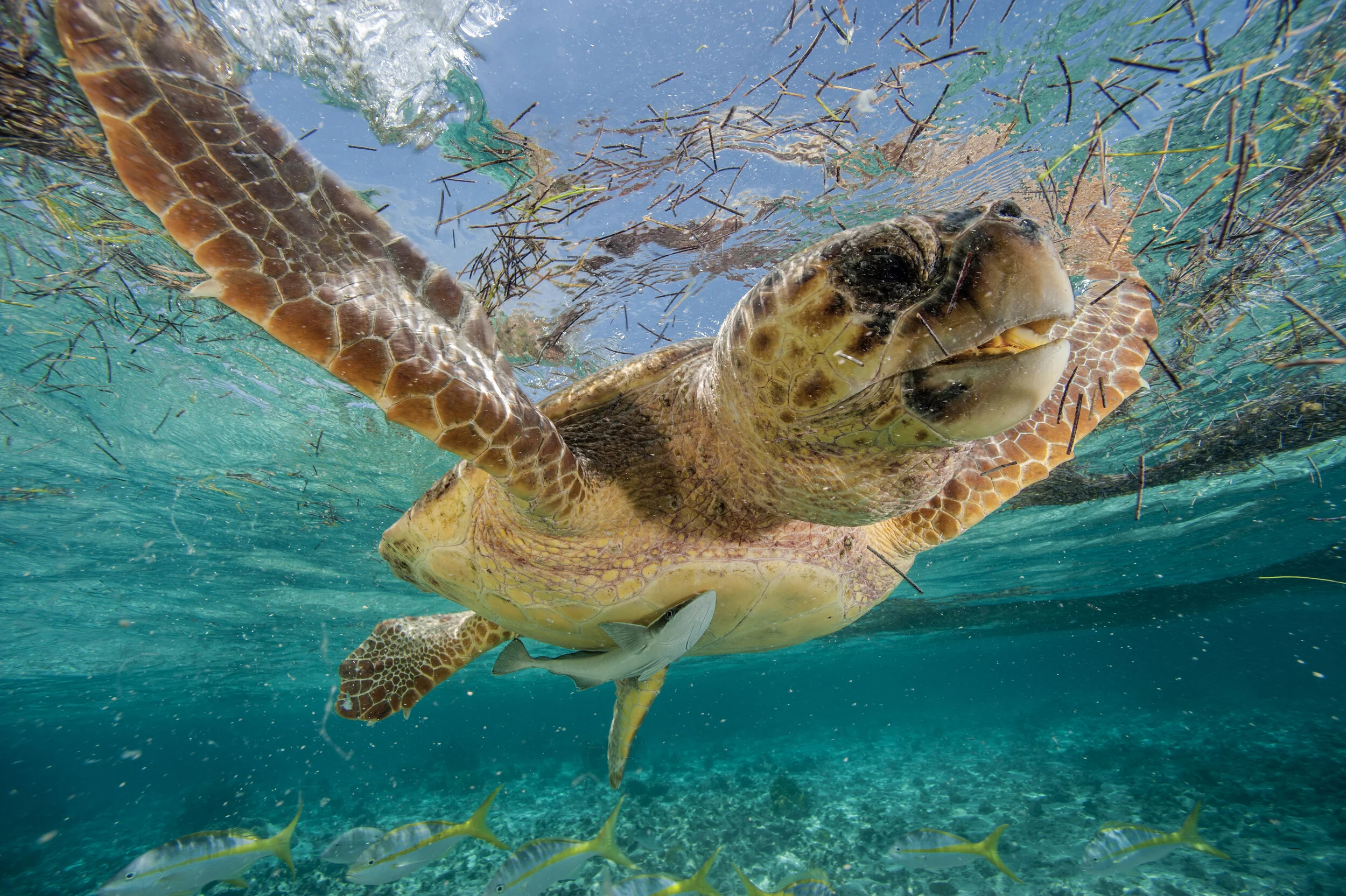 Sea Turtles of the Caribbean — The State of the World's Sea Turtles | SWOT