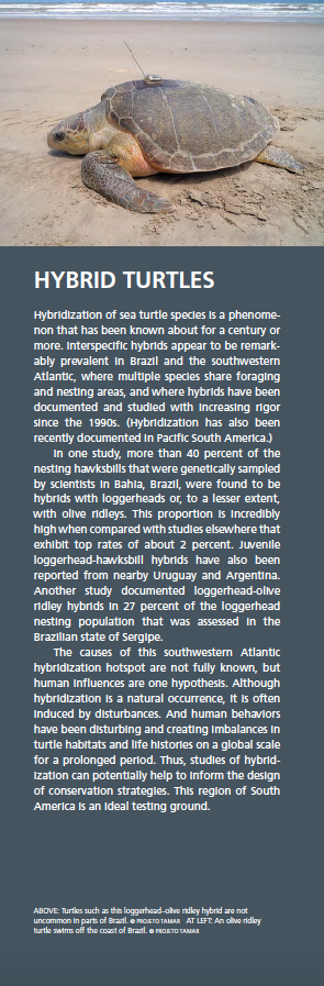 How Rare Are Hybrid Sea Turtles, Really? — The State of the World's Sea ...