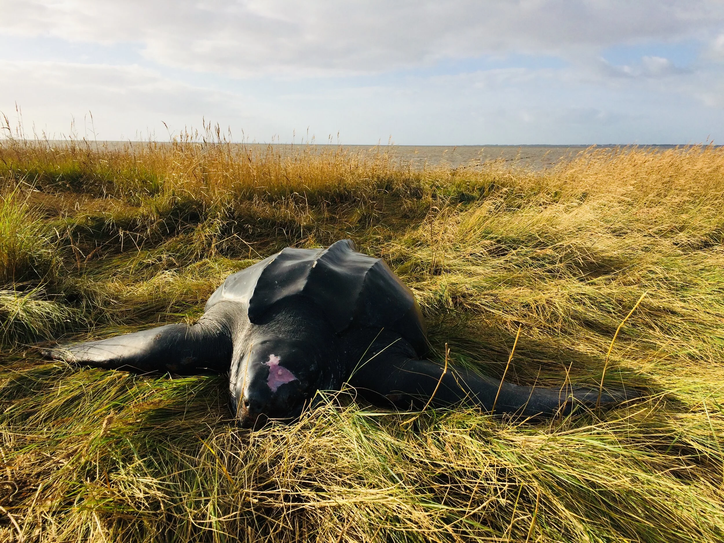 Leatherback Turtle Found in Denmark – Normal or Anomaly? — The State of ...