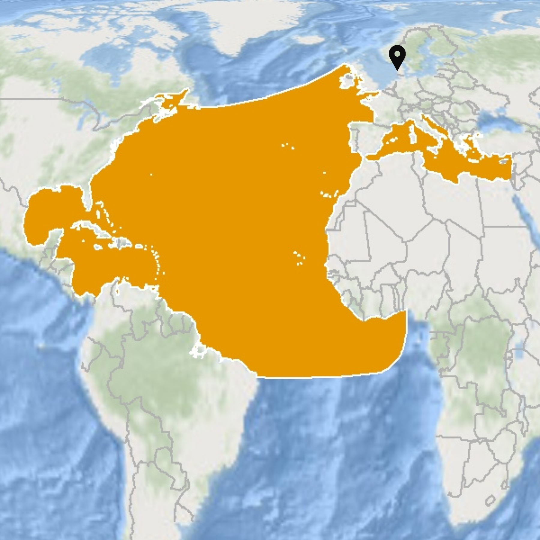 Leatherback Turtle Found in Denmark – Normal or Anomaly? — The State of ...