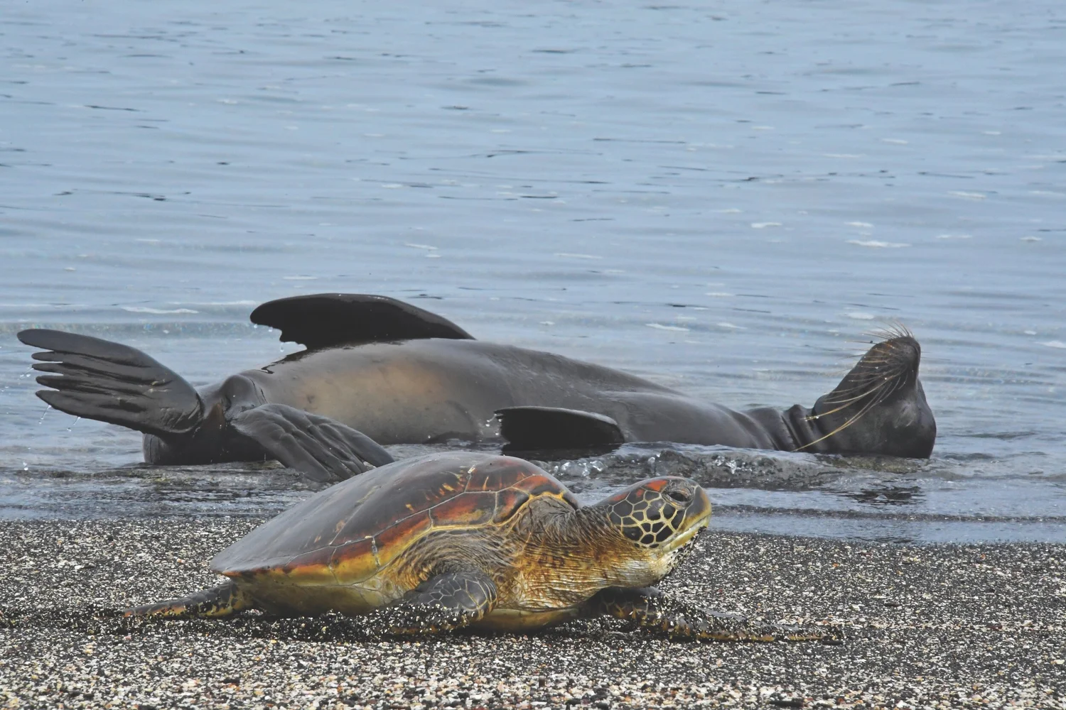 Sea Turtle Basking Explained — The State of the World's Sea Turtles | SWOT