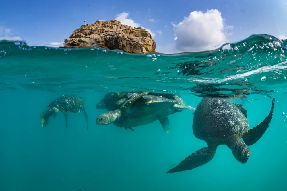 The Sea Turtle Life Cycle — The State of the World's Sea Turtles | SWOT
