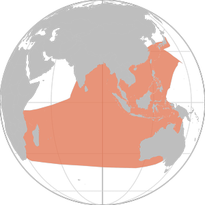 The State of Sea Turtles in the East Indian Ocean and Southeast Asia ...