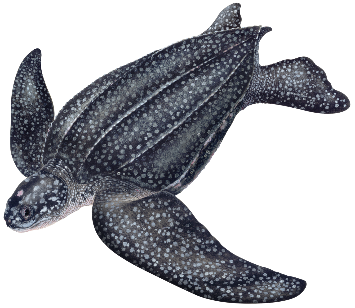 Sea Turtles: The Ultimate Expert Guide — The State of the World's Sea ...