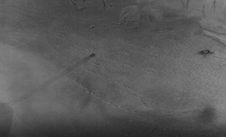 Heat-Sensing Drones Open New Frontiers in Sea Turtle Research — The ...