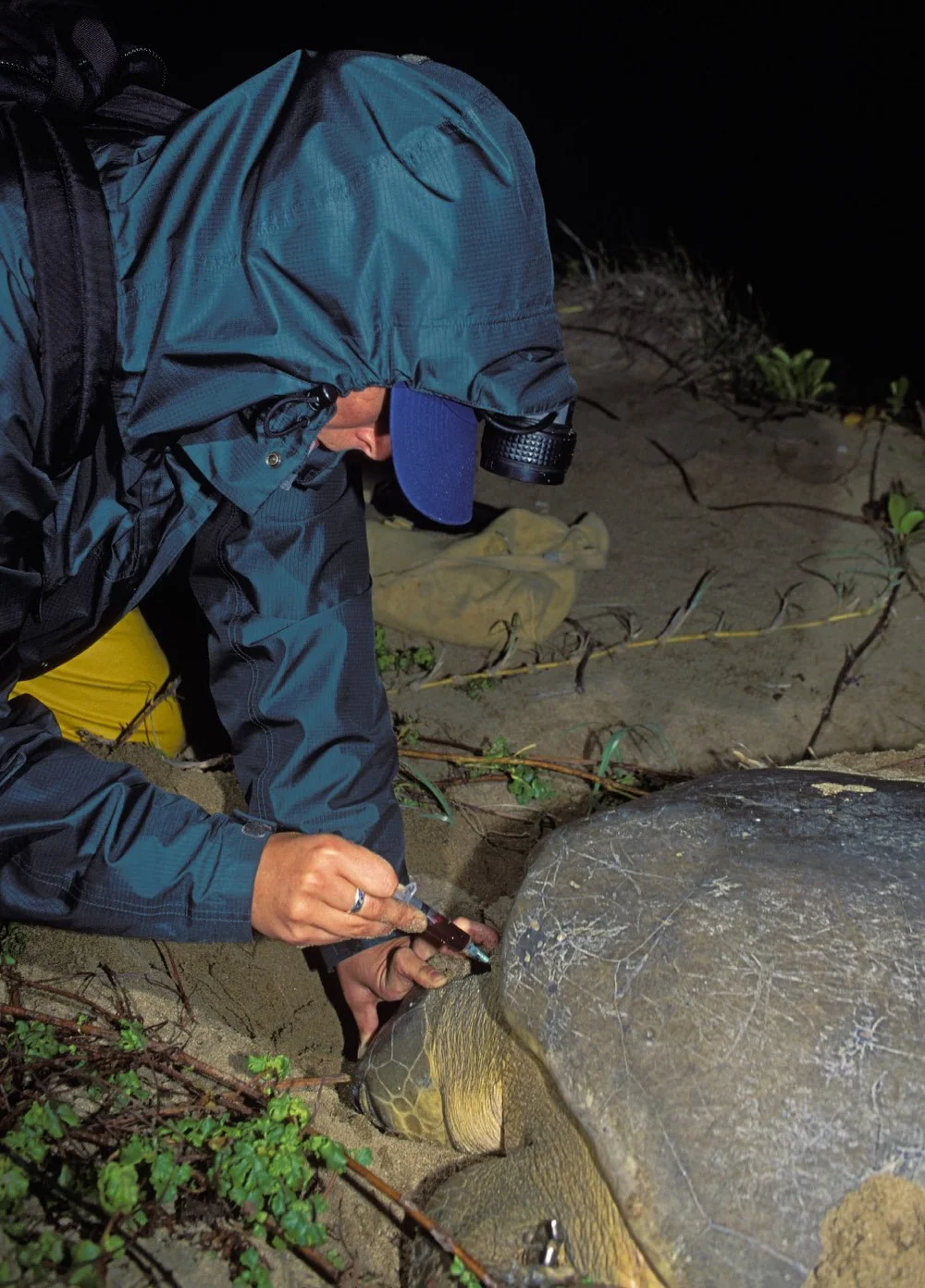 Genetic Tools for Sea Turtle Conservation — The State of the World's ...