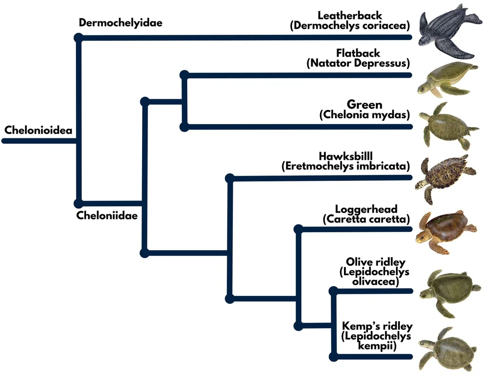 Sea Turtles: The Ultimate Expert Guide — The State of the World's Sea ...