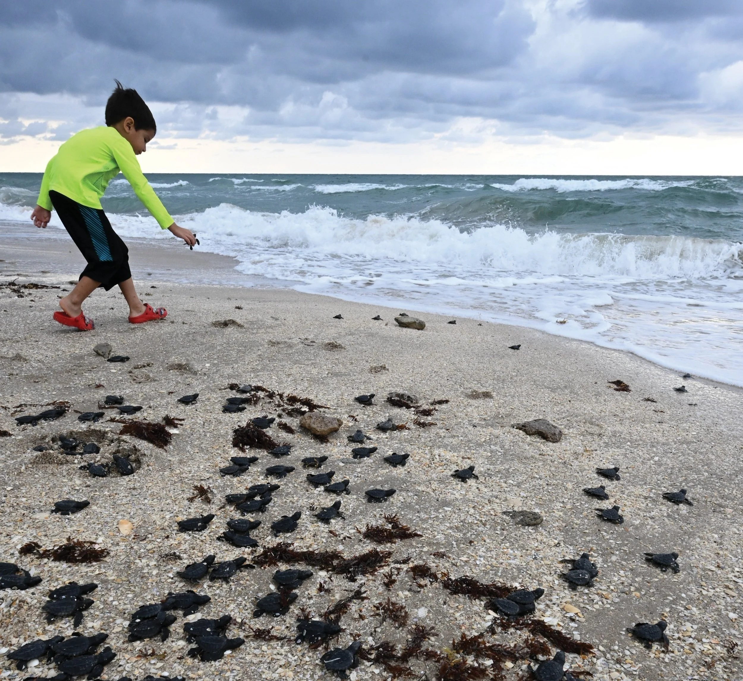How Behavioral Science (and Team BEACH) Can Help Sea Turtles — The ...