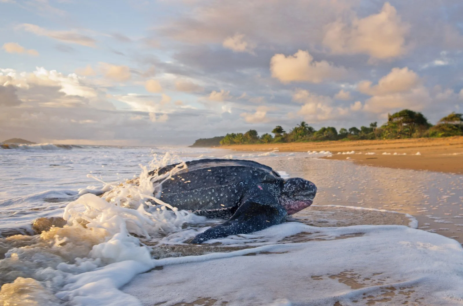 Why Are French Guiana Leatherbacks Declining? — The State of the World ...