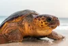 Cabo Verde: Sea Turtles "In Abundance" — The State of the World's Sea ...