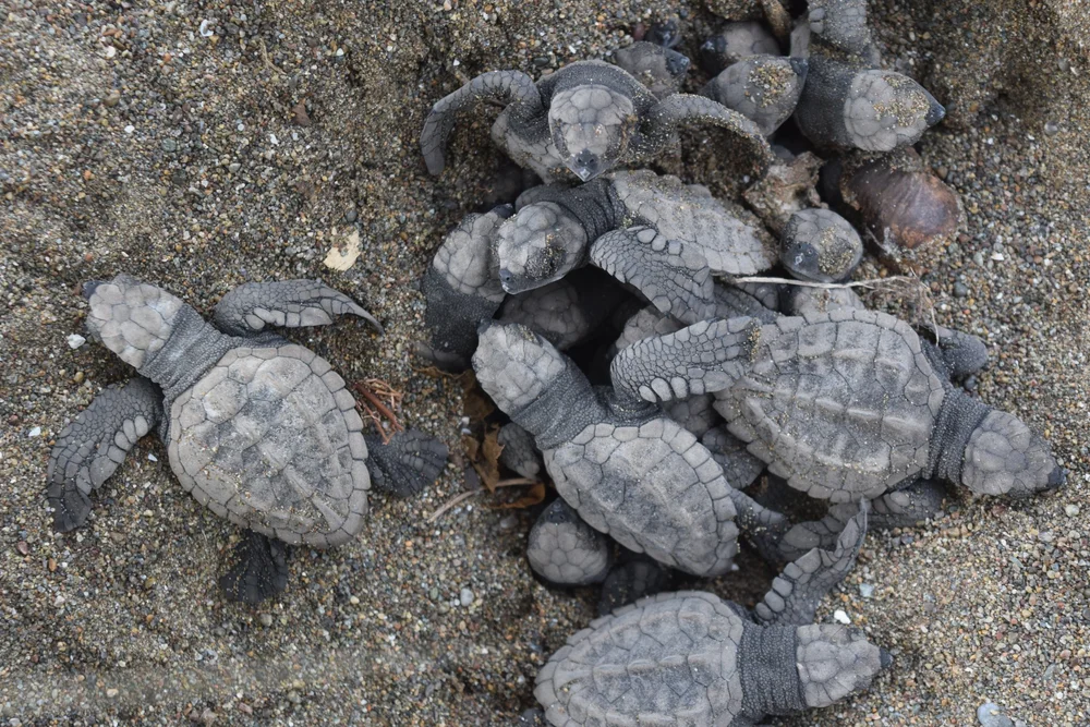 The Sea Turtle Life Cycle — The State of the World's Sea Turtles | SWOT