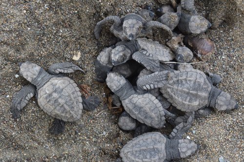 The Sea Turtle Life Cycle — The State of the World's Sea Turtles | SWOT