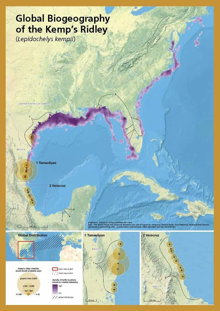 Kemp's Ridley Turtle | Sea Turtle Species — The State of the World's ...