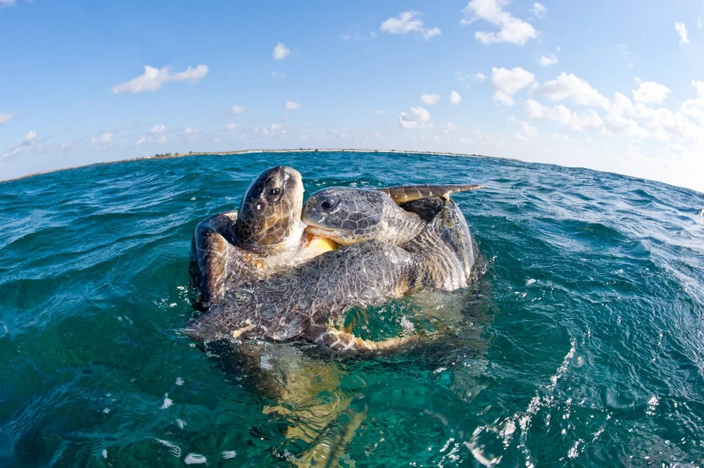 The Sea Turtles of Africa: An Overview — The State of the World's Sea ...