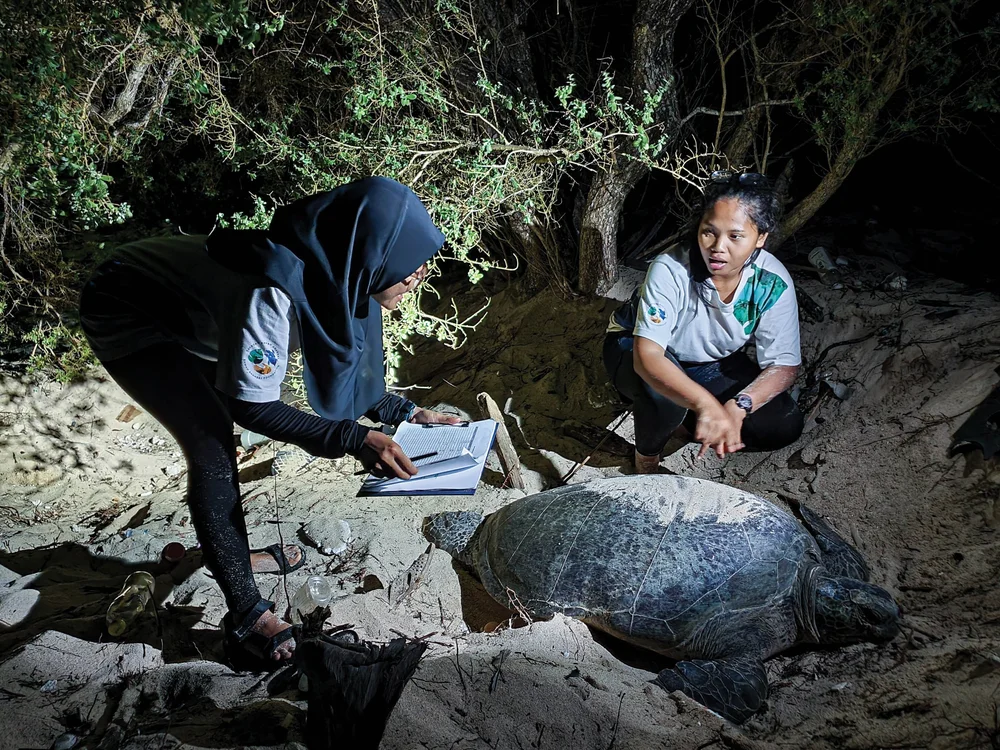 Sea Turtles of Southeast Asia — The State of the World's Sea Turtles | SWOT