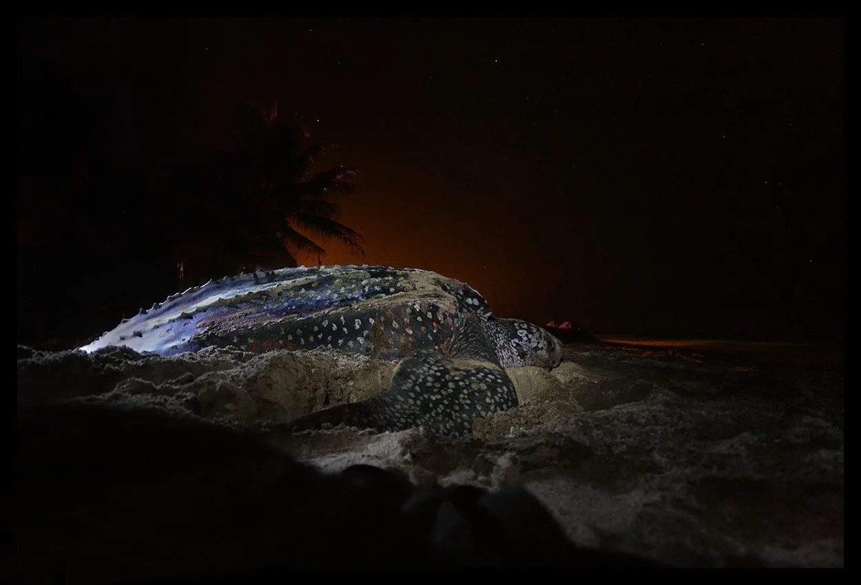 The Sea Turtles of Africa: An Overview — The State of the World's Sea ...