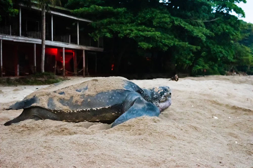 Why Lights on Nesting Beaches are Bad for Endangered Sea Turtles — The ...
