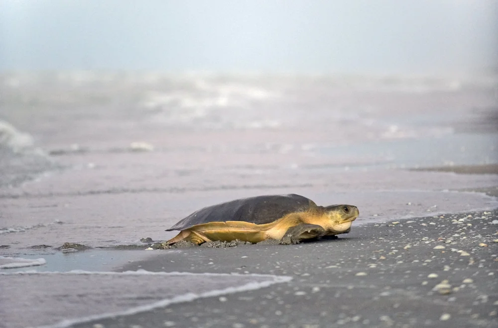 The Flatback: Australia’s Own Sea Turtle — The State of the World's Sea ...