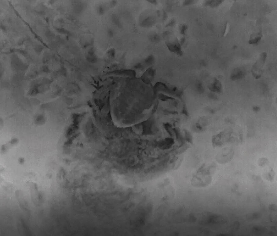 Heat-Sensing Drones Open New Frontiers in Sea Turtle Research — The ...