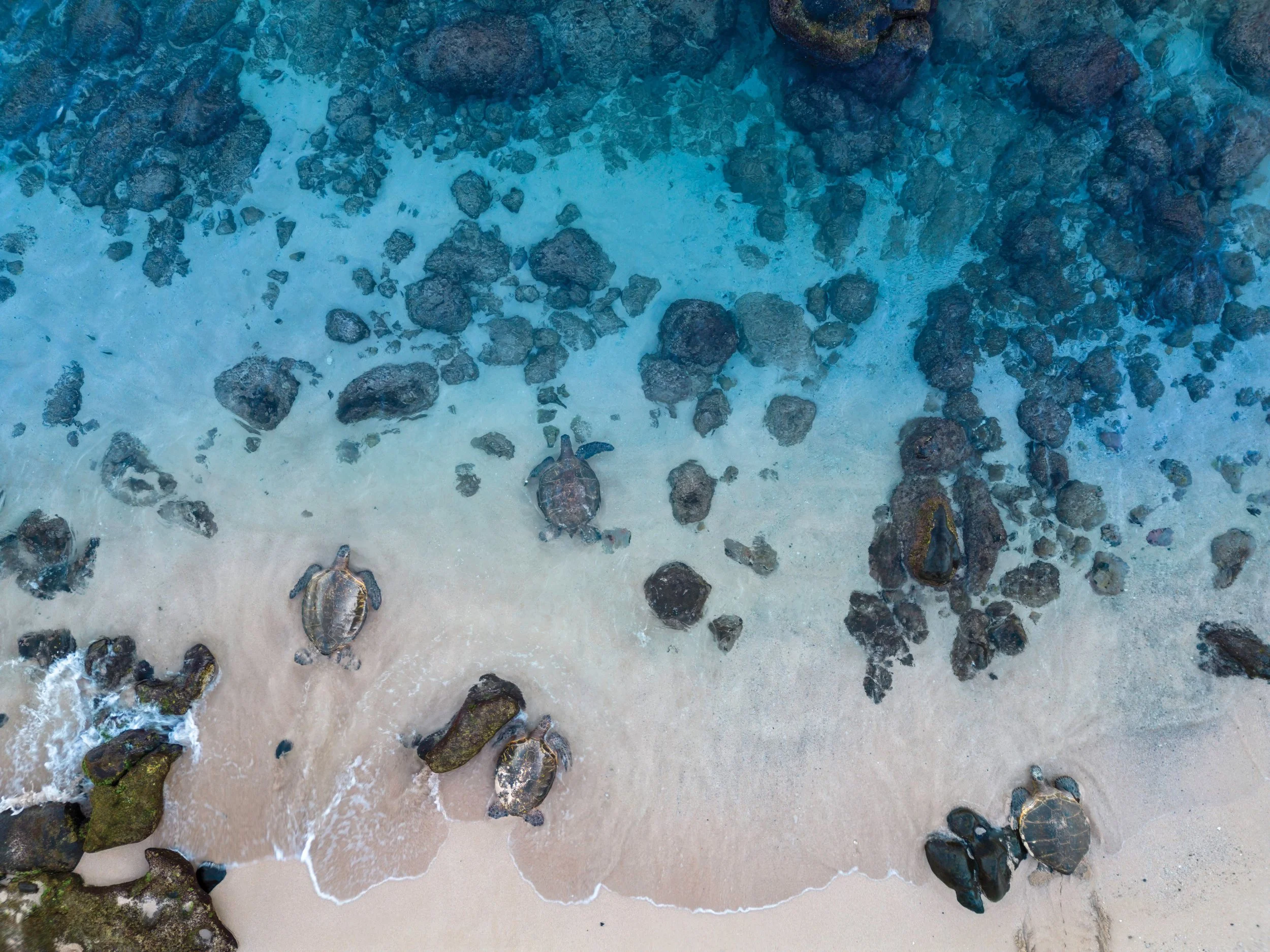 The Conservation Status of Green Turtle Populations Worldwide — The ...