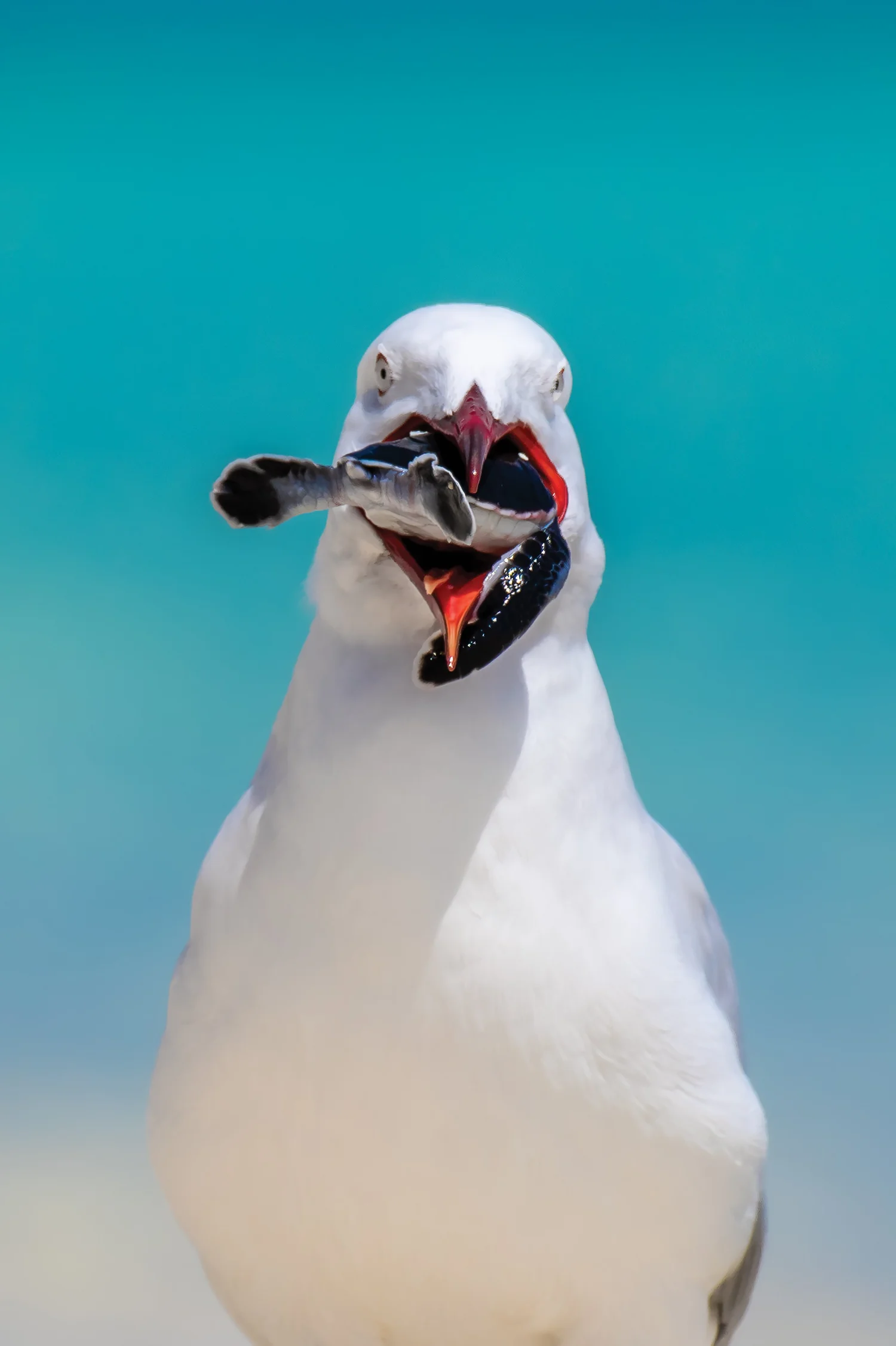 Sea Turtle Predators - An Expert Overview — The State of the World's ...