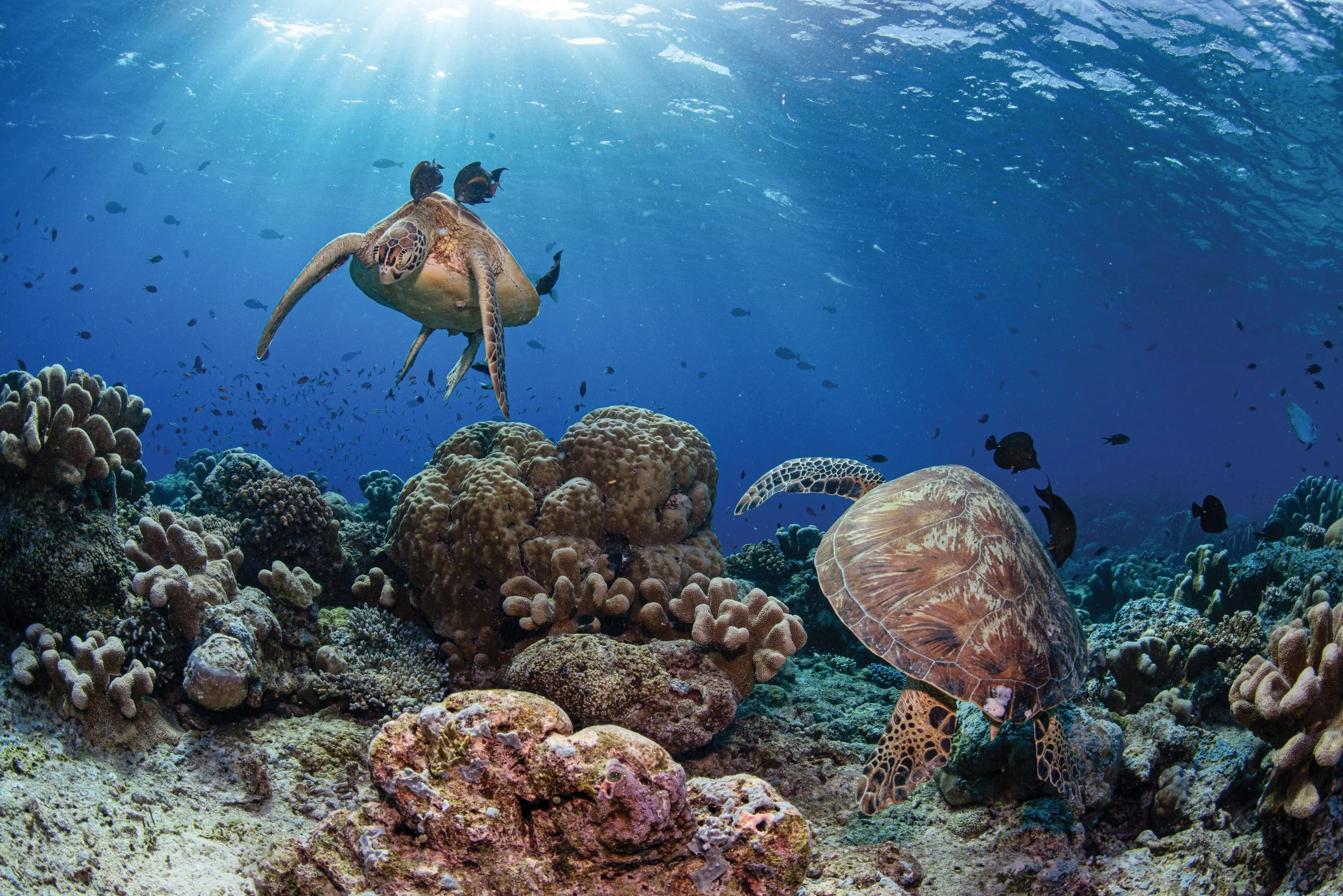 Sea Turtles of Southeast Asia — The State of the World's Sea Turtles | SWOT