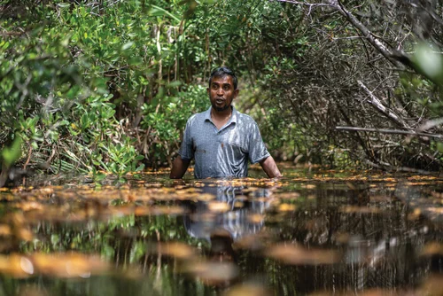 Traditional Conservation Methods Help Sea Turtles in the Maldives — The ...
