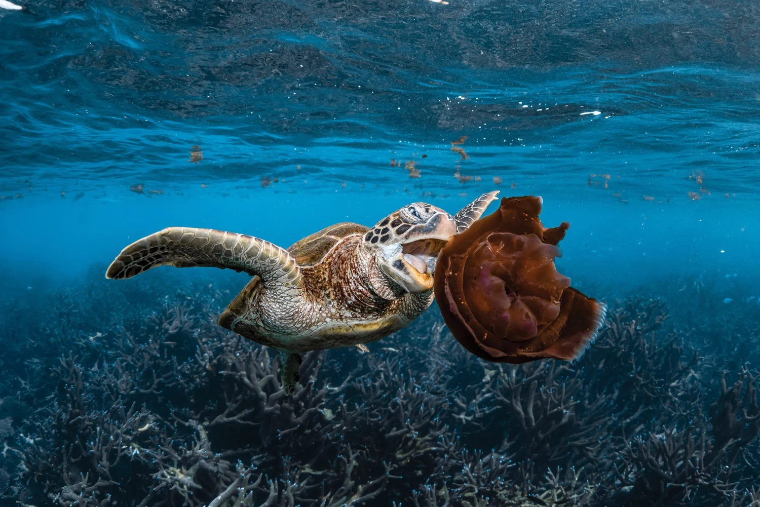 The State of Sea Turtles in the East Indian Ocean and Southeast Asia ...