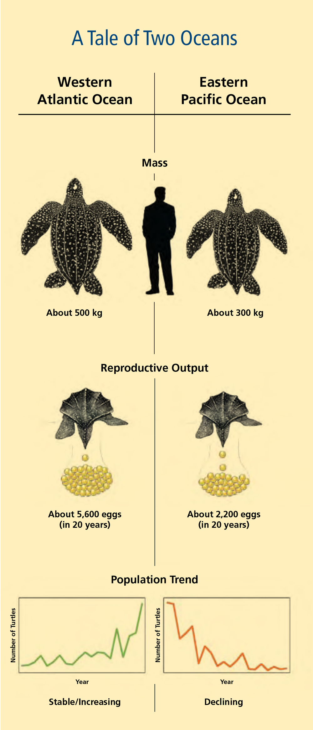 Why Leatherback Turtle Populations Vary Globally — The State of the ...