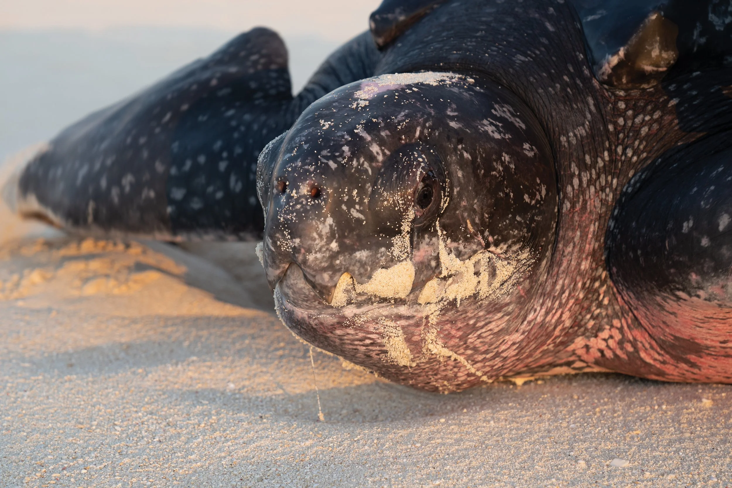 The Once-Thriving Leatherback Population at Terengganu, Malaysia — The ...