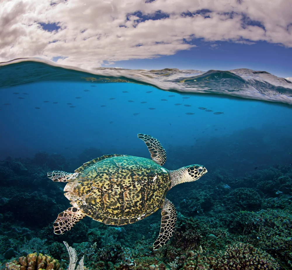 Sea Turtles of Southeast Asia — The State of the World's Sea Turtles | SWOT