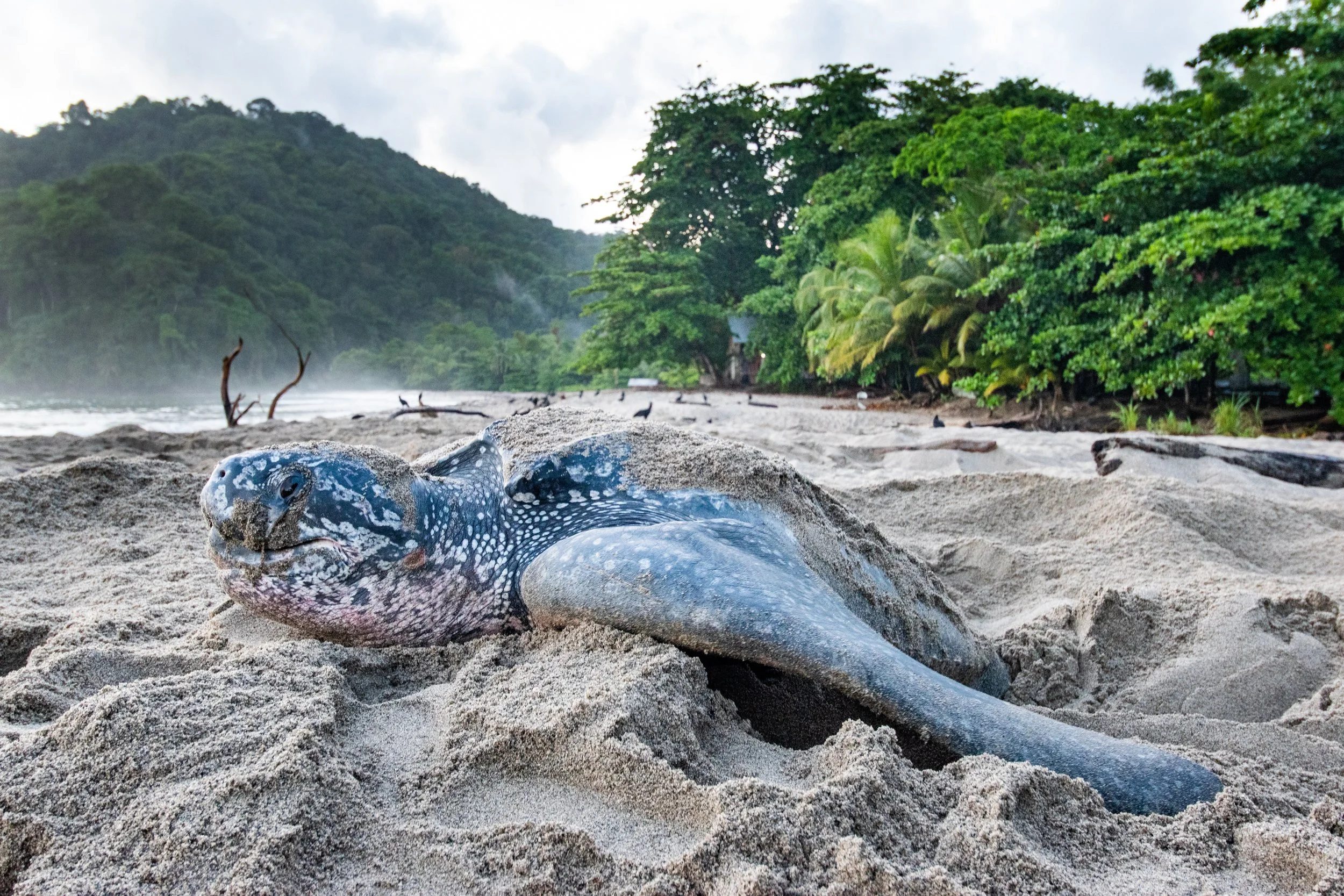 Adopt A Sea Turtle — The State of the World's Sea Turtles | SWOT