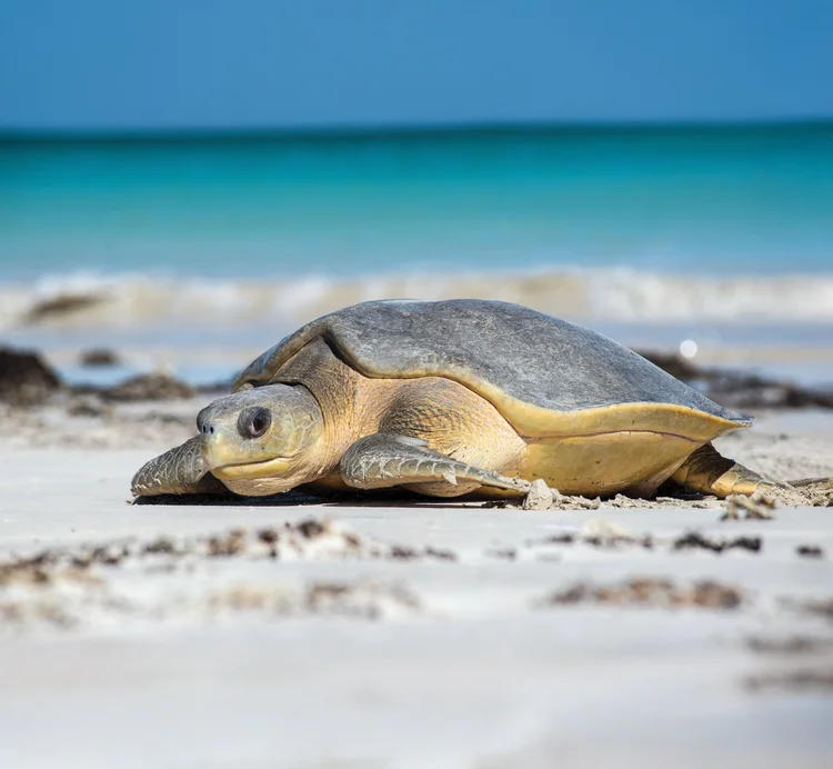 The Status of the Flatback Turtle — The State of the World's Sea Turtles | SWOT