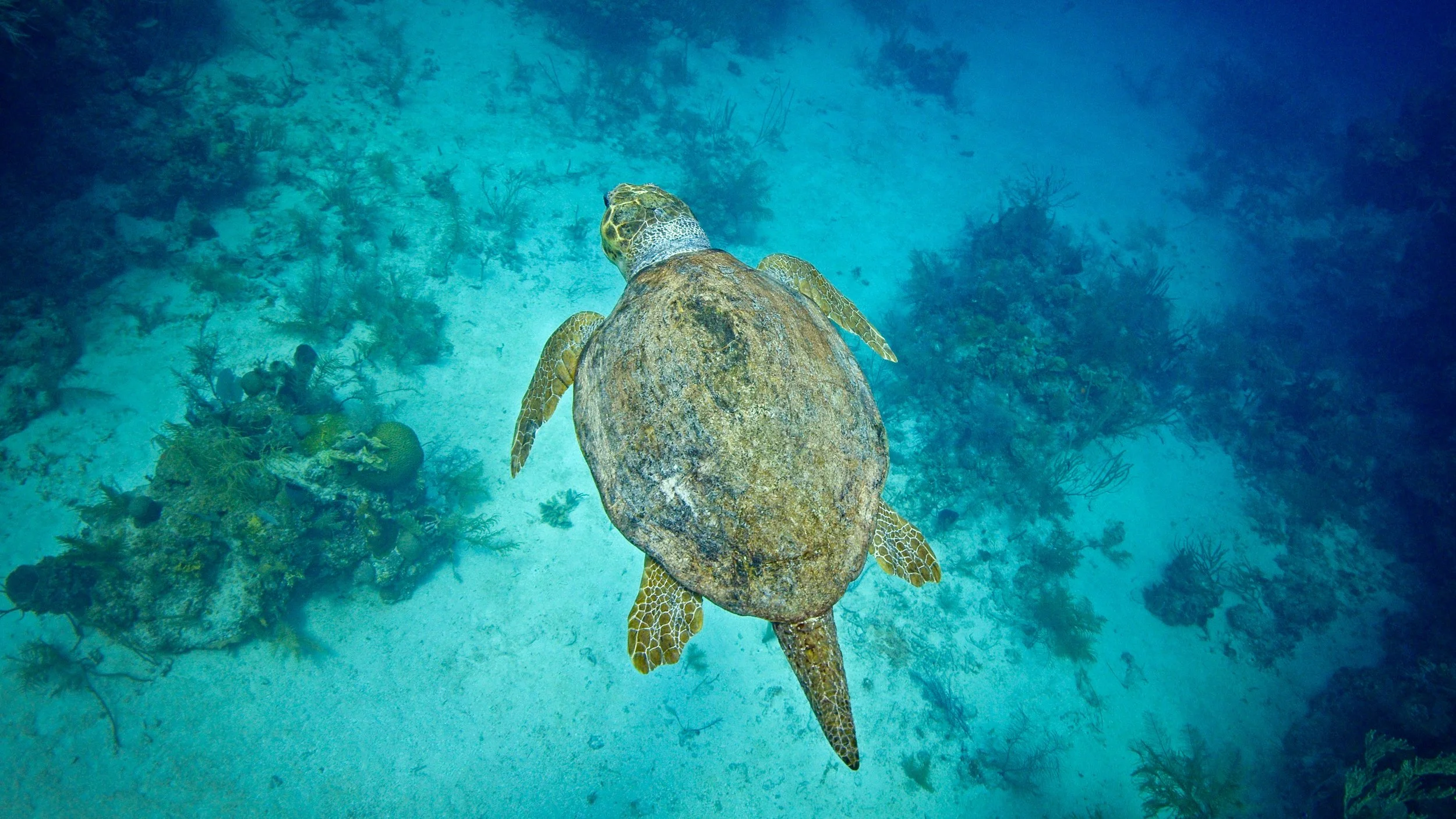 How do Sea Turtles Navigate in the Ocean? — The State of the World's ...