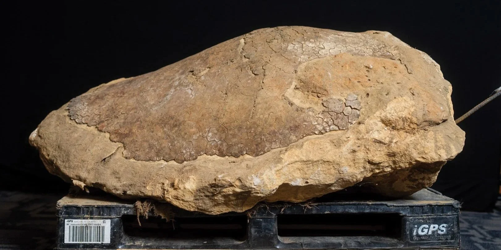FAQs About Sea Turtles: What Can Fossils Tell Us About Today’s Sea ...