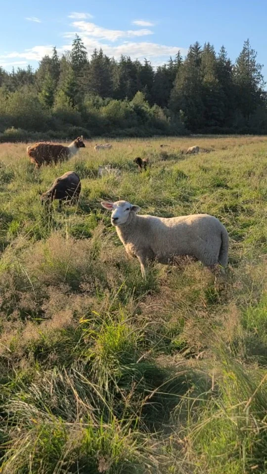 White Lotus Farm & Inn