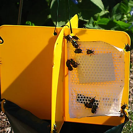 Japanese Beetle Traps