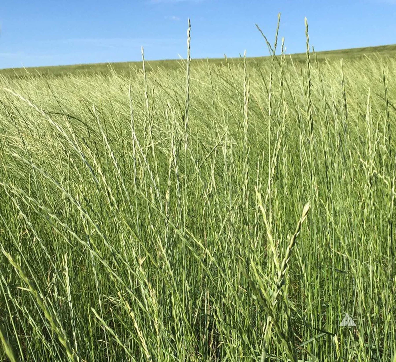 Western Wheatgrass Lawn