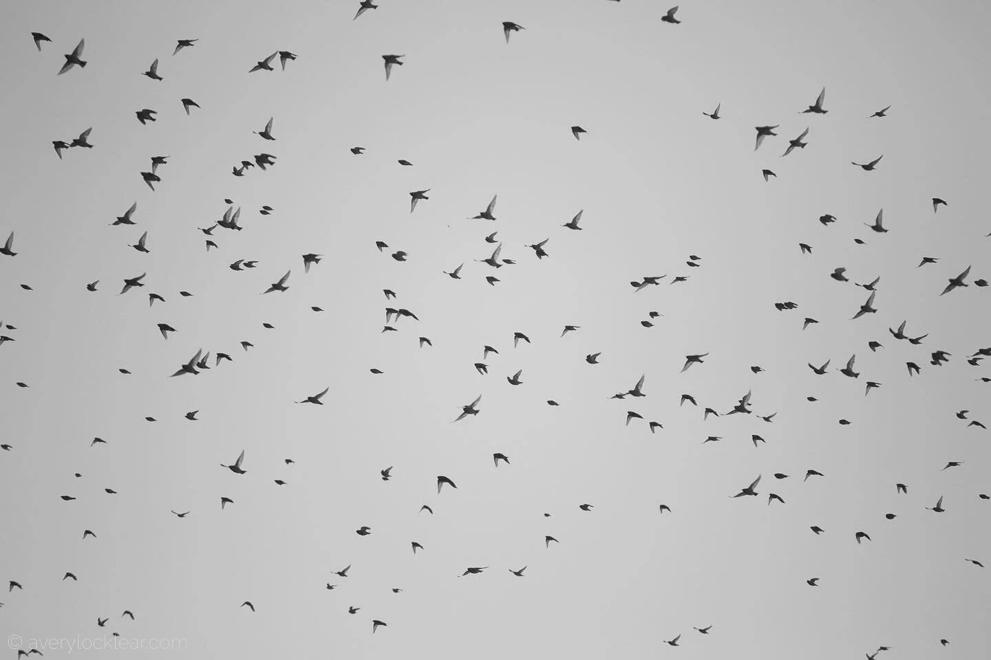 Avery Locklear Photography