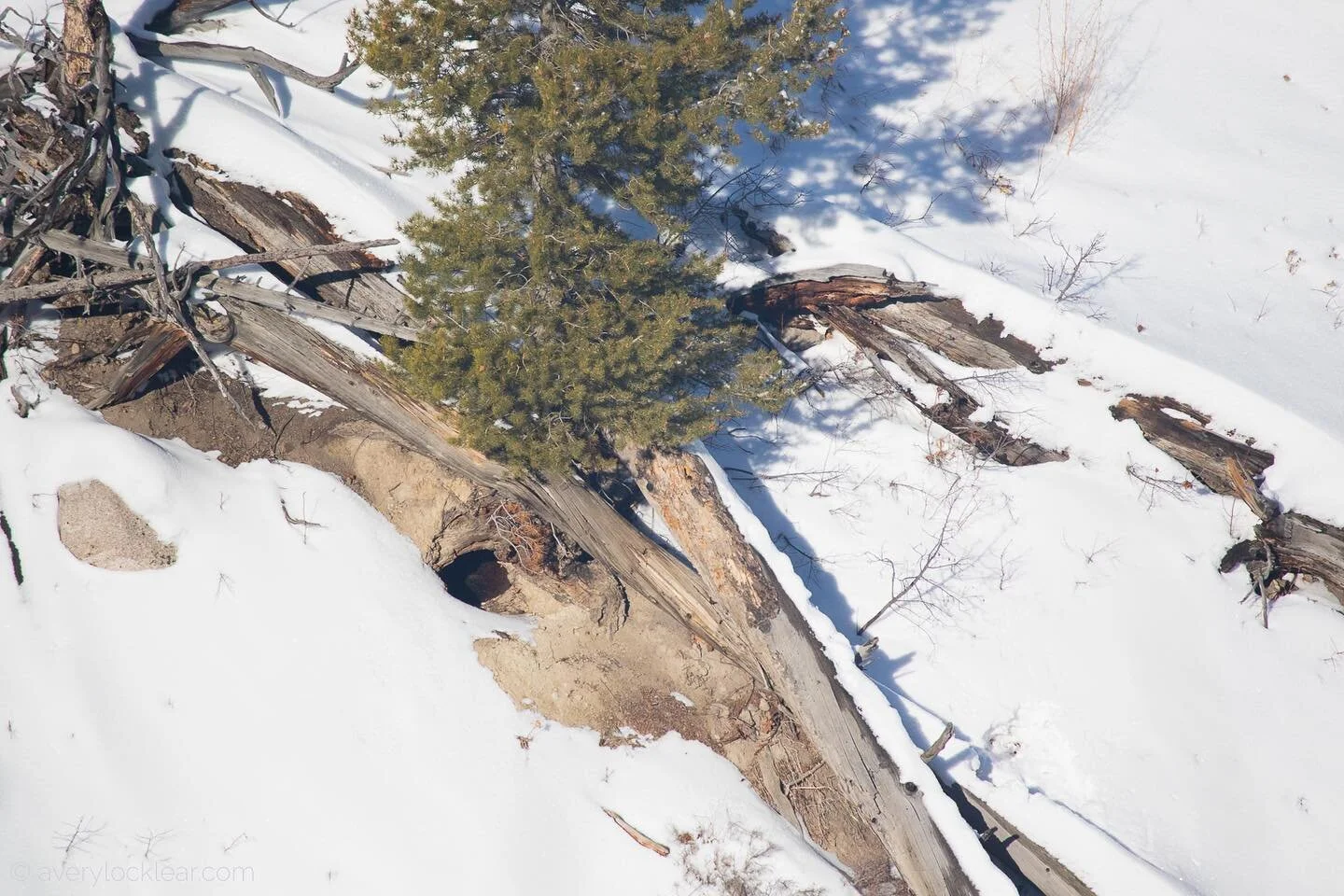 Avery Locklear Photography