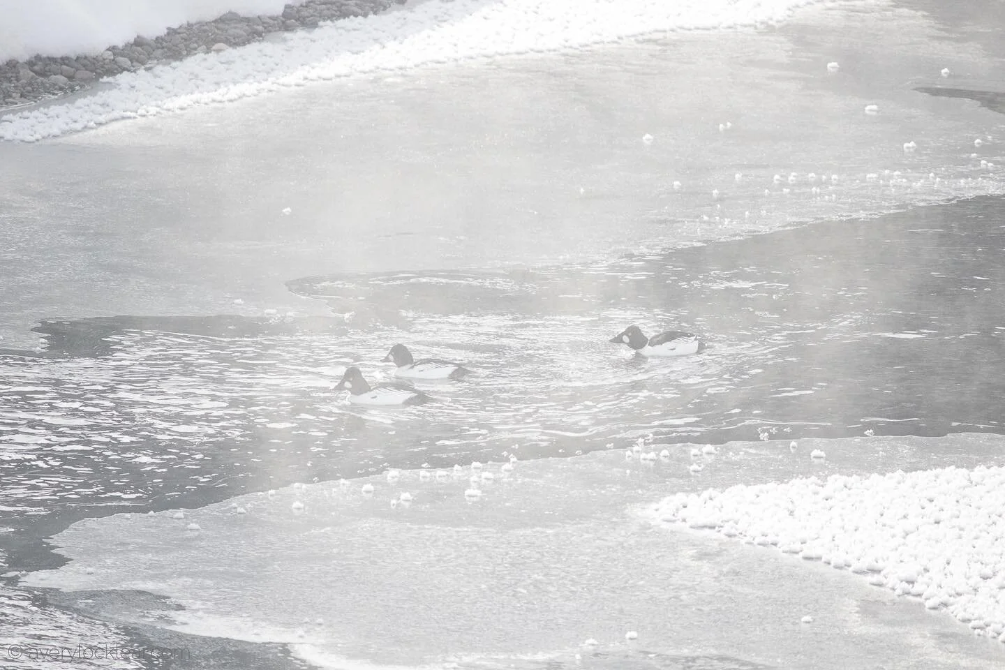 Avery Locklear Photography