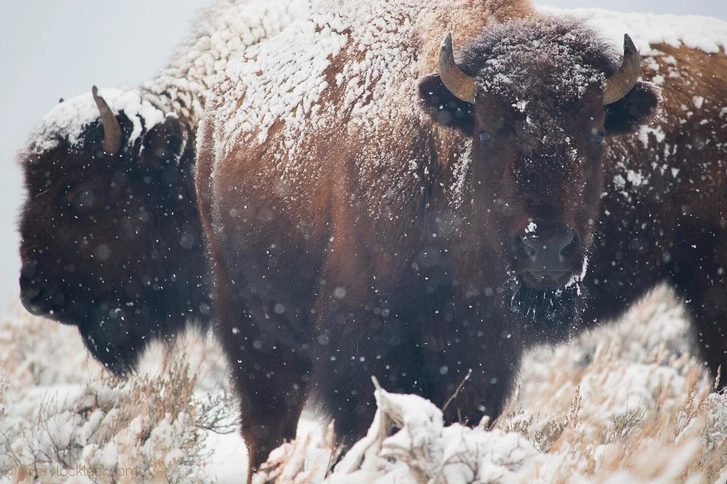 Avery Locklear Photography